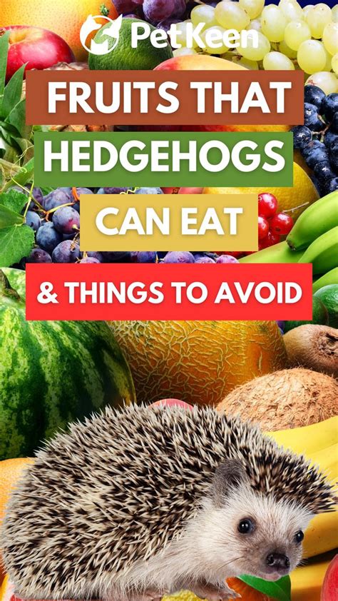 What Do Hedgehogs Eat Fruit