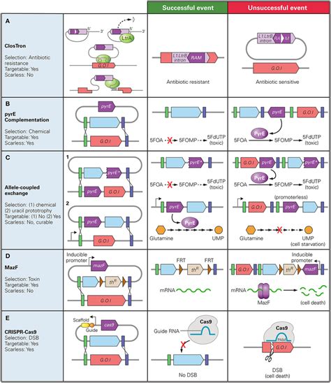 Counter Selection Markers Used In Clostridium Spp And Their