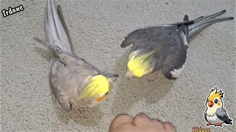 صدای عروس هلندی جدید آواز خواندن دلنشین طوطی ها Youtube