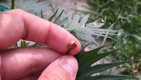 How To Grow Cardinal Climber Cypress Vine Ipomoea Quamoclit