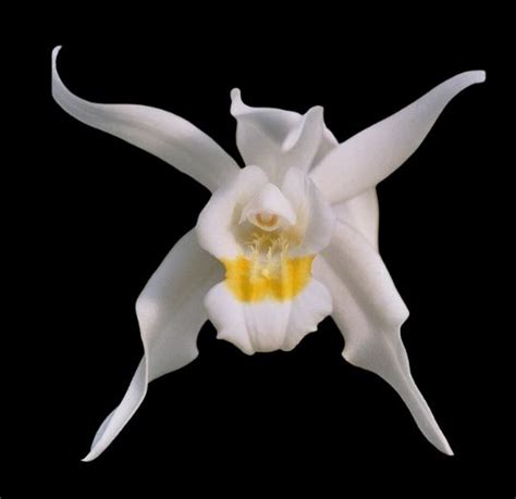 Coelogyne Mossiae La Foresta Orchids