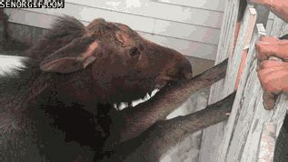  Moose Animated  On Er