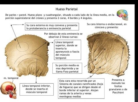Hueso Parietal Huesos Del Craneo Anatomia Cabeza Y Cuello Anatomía
