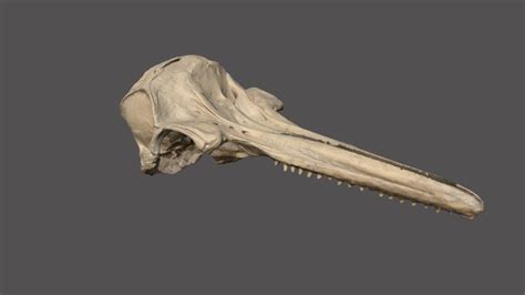 Protocetus Skeleton