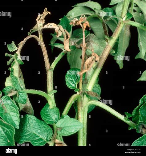 Phytophthora Infestans Culture