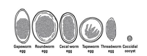 Coccidia Egg