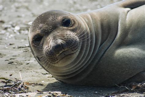 Northern Elephant Seal