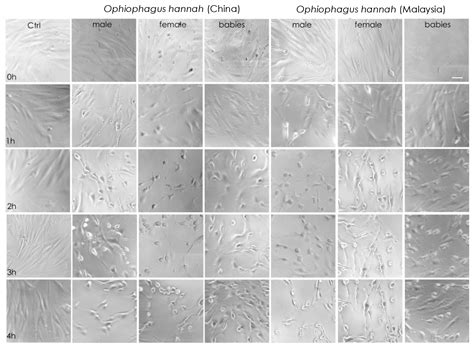 Ophiophagus Pronunciation