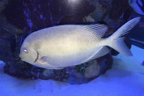 The Gold Spotted Rabbitfish Whats That Fish