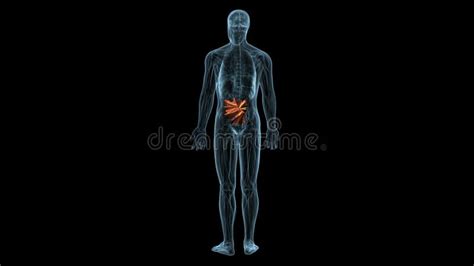 Human Digestive System Organs Anatomy System Stock Video Video Of