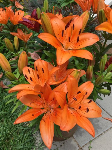 Lilium Asiatic Hybrids Asian Lily Asiatic Hybrid Lilies Asiatic