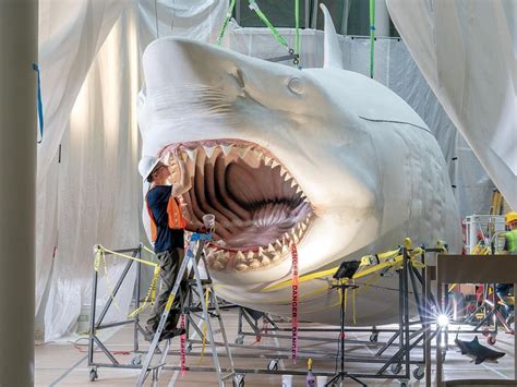 Massive Megalodon Model Is Meg Nificent — The Daily Jaws