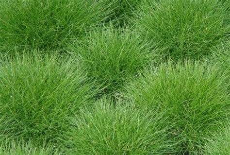 OkrasnÉ Rostliny KostŘava Festuca Scoparia ´pic Carlit