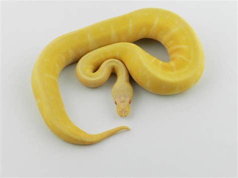 Morph List World Of Ball Pythons