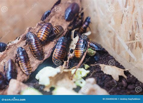 Terrarium Pests At Harry Leslie Blog