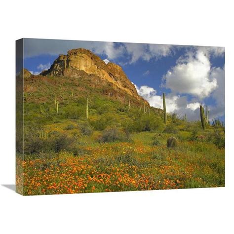 18 X 24 In California Poppy And Saguaro Cacti Organ Pipe Cactus