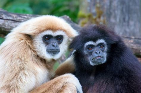 12 Primate Simio Dieren Apen