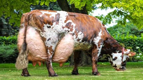 Highly Milking Biggest Udder Normande Cow Normande Cattle Breed Cow
