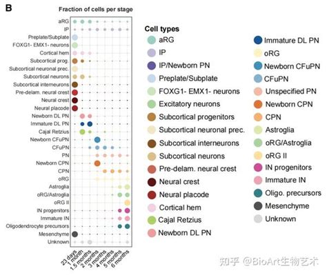 Cell 大规模人脑皮层类器官细胞测序揭示大脑发育动态特征 知乎