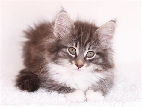 My Denebolas My Denebolas Added A New Photo