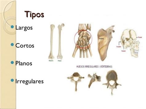 Huesos Cortos