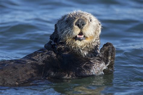 Wildlife Conservation Network Launches New Sea Otter Fund • Wildlife
