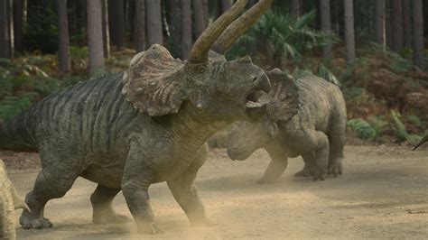 Triceratops Bbc