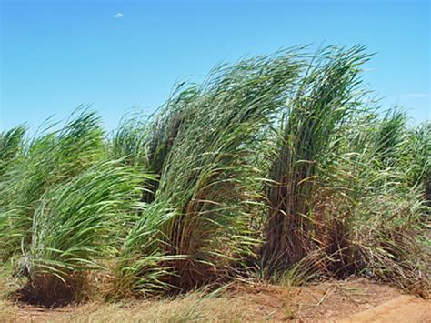 Gamba Grass Ntgovau