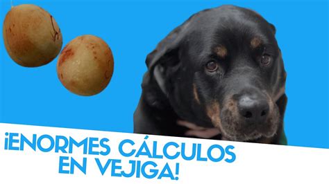 Pueden Los Perros Orinar Piedras En La Vejiga