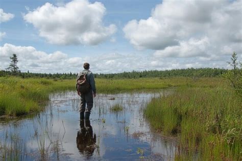 Quantifying Bog Ecosystems Carbon Storage Ar Generative Ai Premium Ai