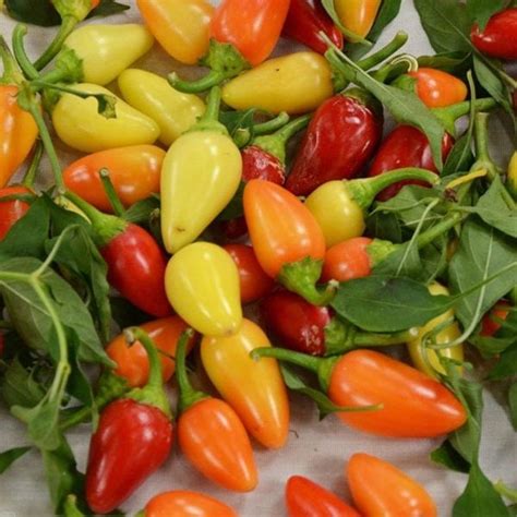 Cascabella Cayenne Diane