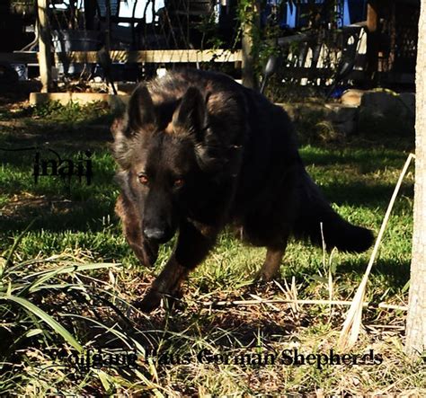 Inali Wolfganghausgsd