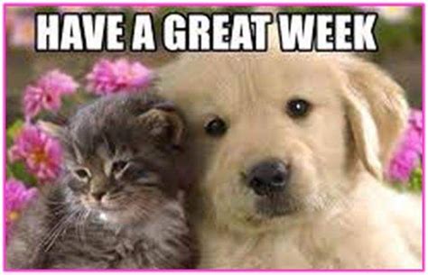 Have A Great Week Monday Cat Animal Lover Cute Animals