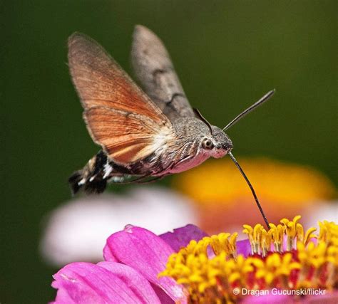 The Amazing Hummingbird Hawk Moth Artofit