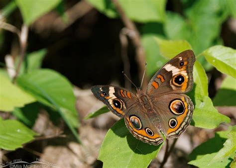 Common Buckeye Butterfly 4000 2006 24c Common Buckeye Butterfly