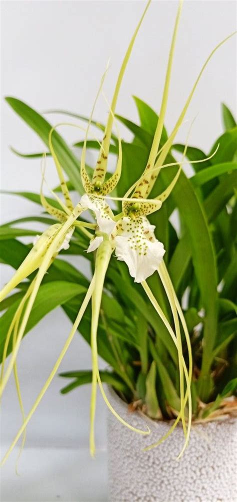 Brassia Verrucosa House Plant