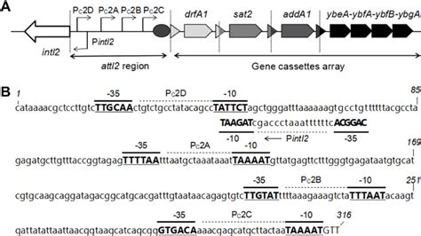 The Functional Class 2 Integrons A General Structure Of The