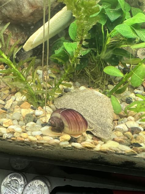 Is This Snail Shell Growth Healthy The Line On Shell Indicates When I