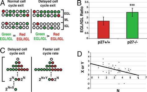 Expansion Of P27 Cells Results From A Delay In Cell Cycle Exit A