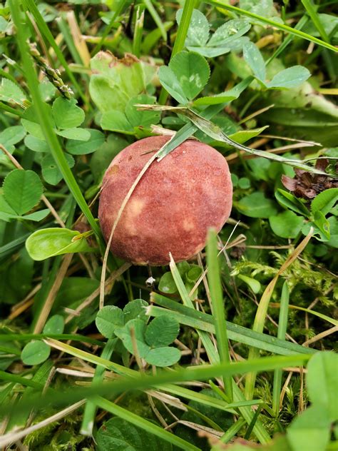 Just Another Mushroom Scrolller Just Another Mushroom Scrolller