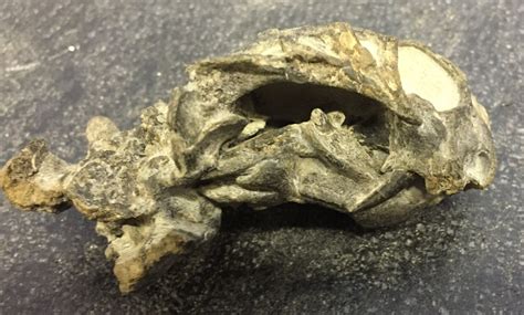 ВЕК МЛЕКОПИТАЮЩИХ Эодицинодоны