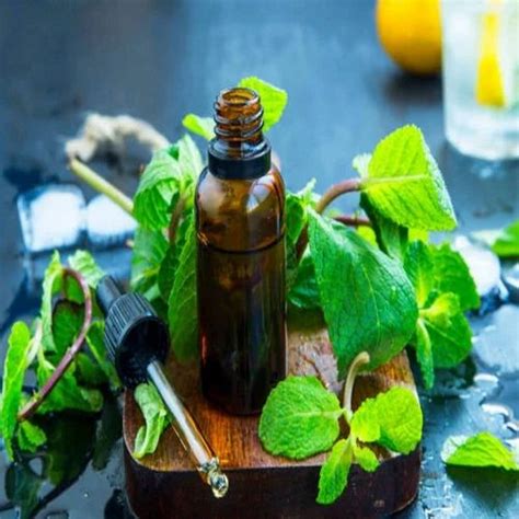 Mention Mint Extract At ₹ 2000 Kg Mint Extracts In Navi Mumbai Id 2854947152991