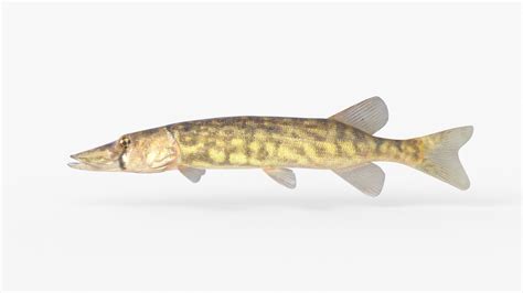 Juvenile American Pickerel 3d Model Turbosquid 1843786