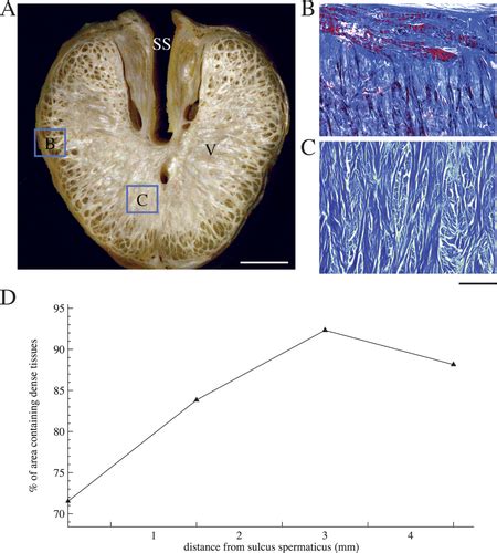 Penile Anatomy And Hypotheses Of Erectile Function In The American Alligator Alligator