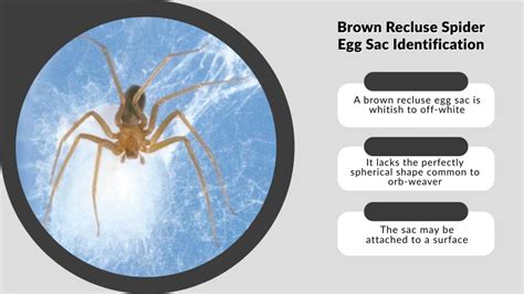 Brown Recluse Spider Eggs Identification Egg Sacs And Hatching