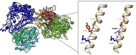 Figure 1 From The Y831c Mutation Of The Polg Gene In Dementia