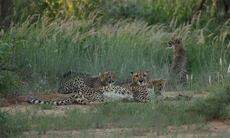 Empowering Conservation Ccfs Commitment To Cheetahs And Communities