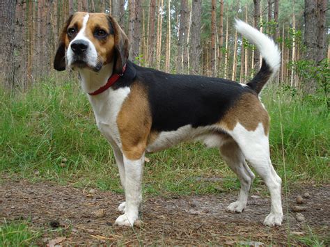 Beagle Harrier Wikipedia Wolna Encyklopedia
