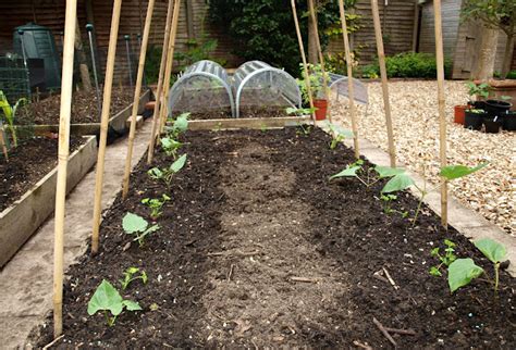 Marks Veg Plot Runner Beans