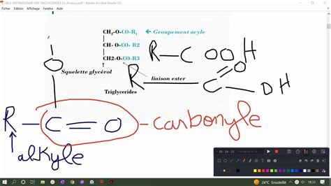 Métabolisme Des Lipoprotéines Chylomicrons Vldl Ldl Idl Hdl Youtube